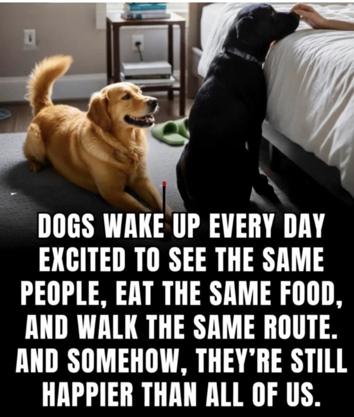 Memes and Funny Pics LXXI - Page 18